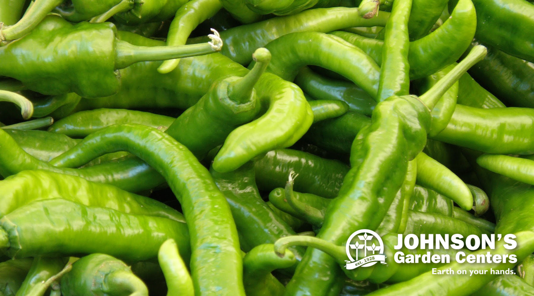 Incoming: Fire roasted Hatch, New Mexico green chile peppers. – Johnson ...
