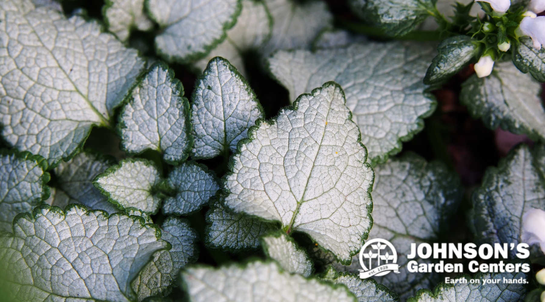 Some see a weed, others see a wish. Or a salad. – Johnson's Garden Centers
