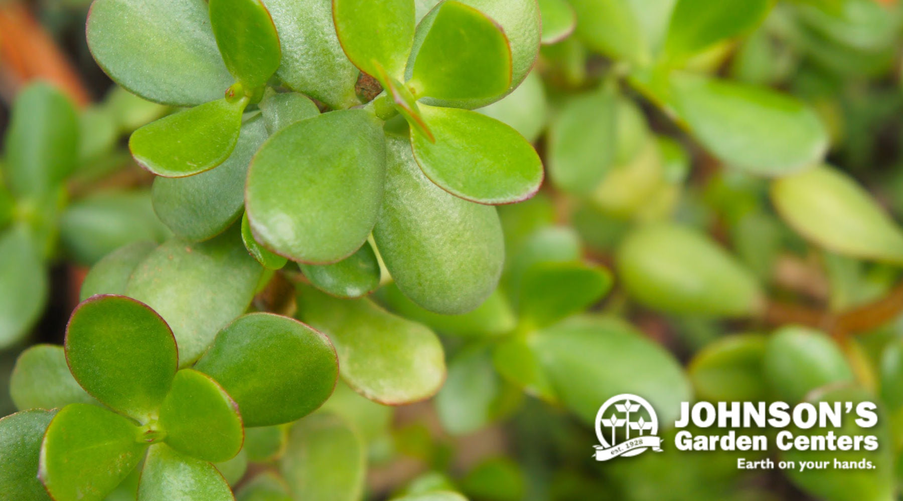 Plants give us oxygen for the lungs and food for the soul. – Johnson's ...