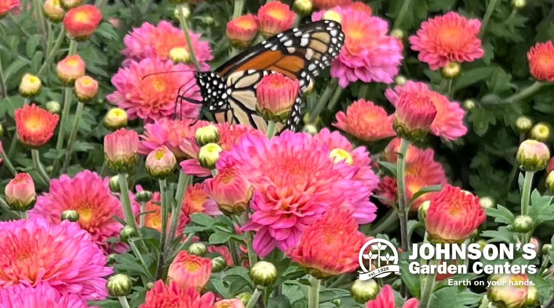 Fall Nursery Sale: 25% Off Trees, Shrubs & Perennials. – Johnson's ...