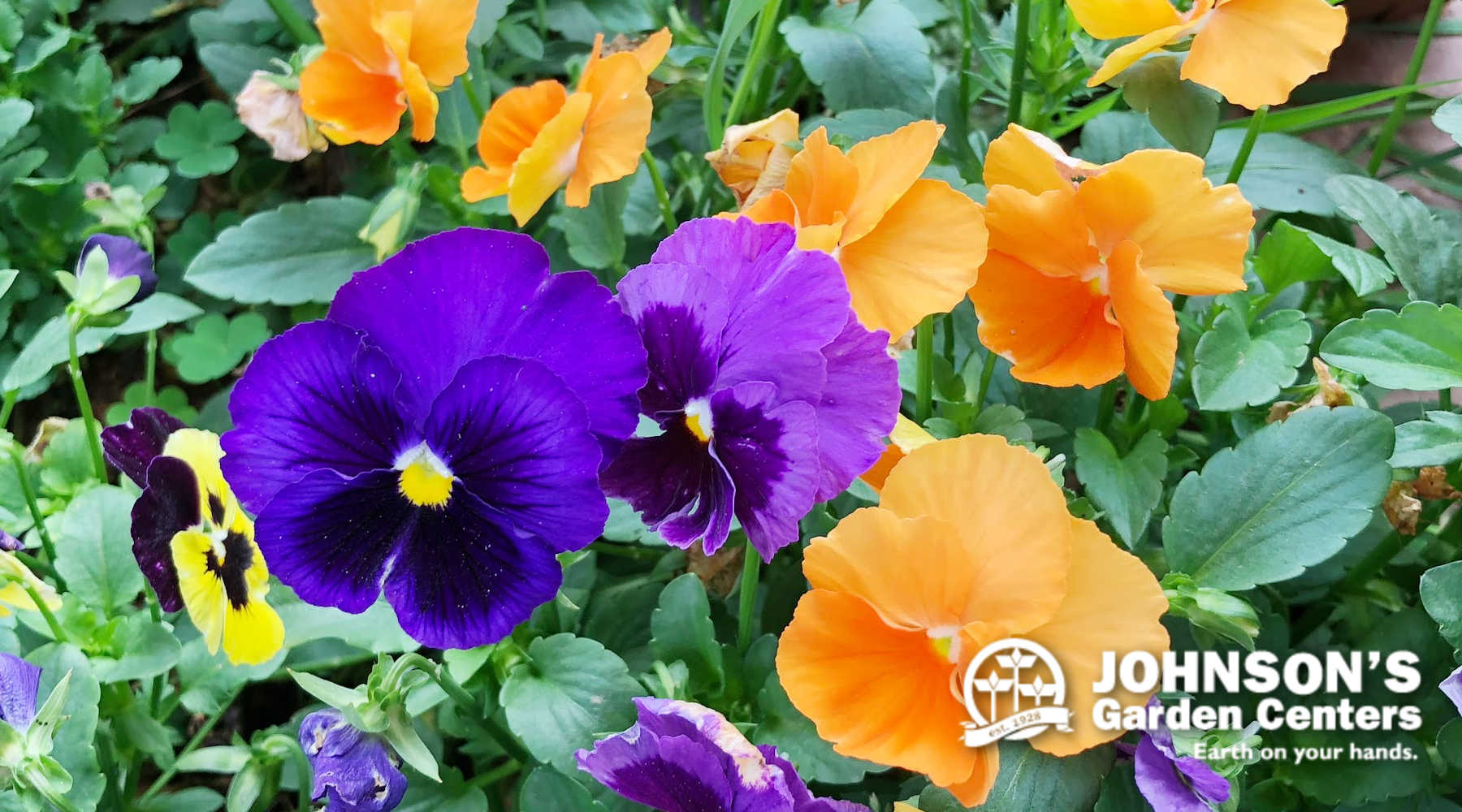 Cold Hardy Pansy Flat Sale $24 Mix & Match (that's 32 Plants ...