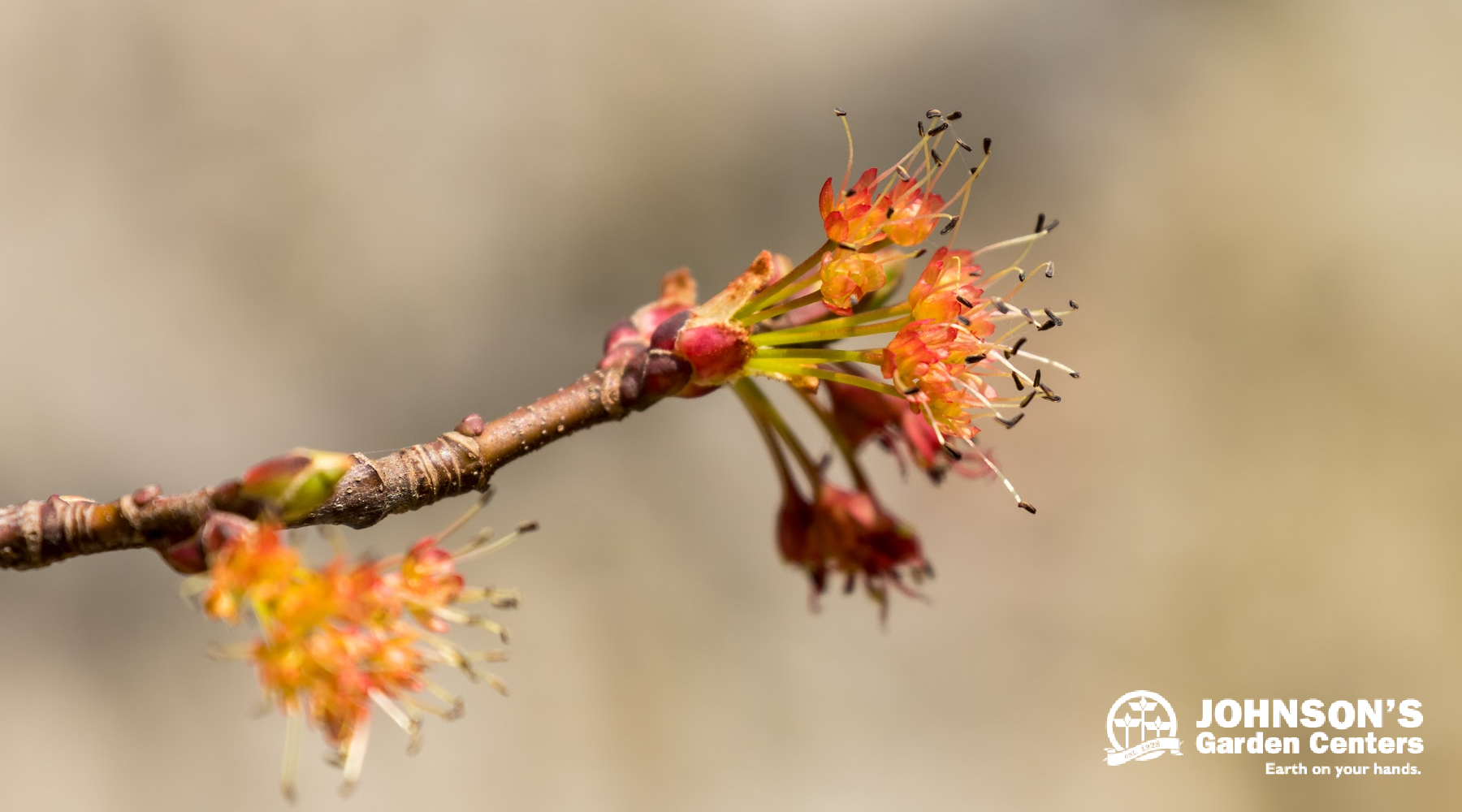 Never yet was a springtime when the buds forgot to bloom. – Johnson's ...
