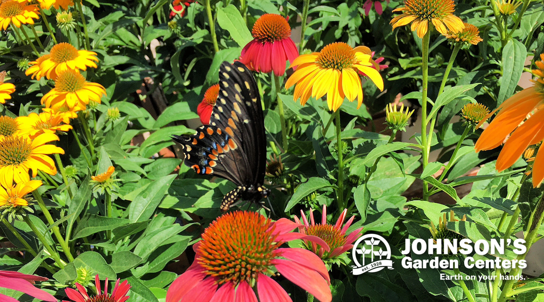 Pollinator Palooza Plant Sale begins today. – Johnson's Garden Centers