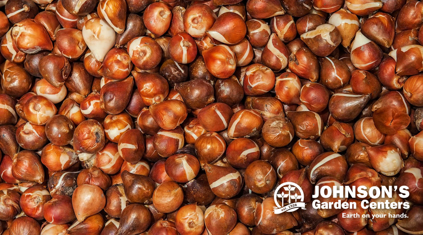 Everything Fall Sale: 50% off perennials, shrubs, deciduous trees & mo ...