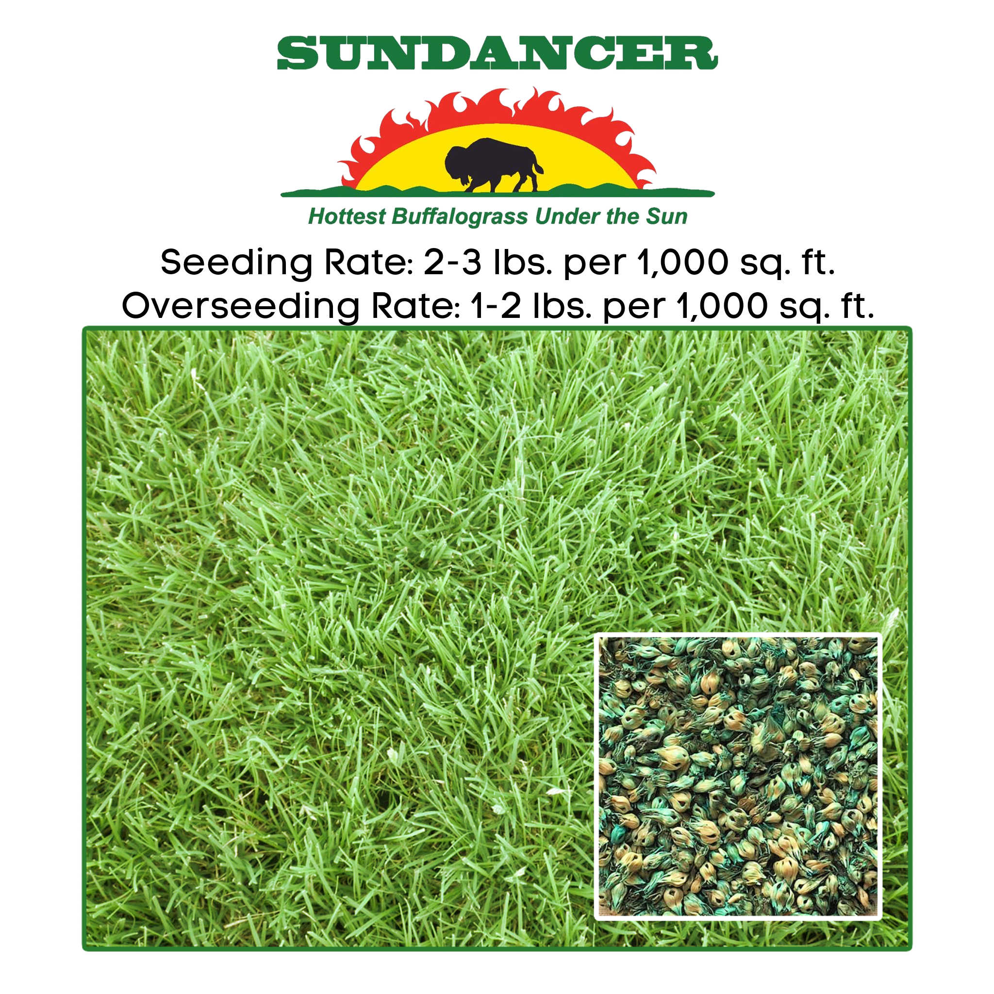 Sundancer Buffalo Grass Seed (1 lb.) – Johnson's Garden Centers